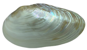 SIDEF | Sistema Integrado de Fábrica